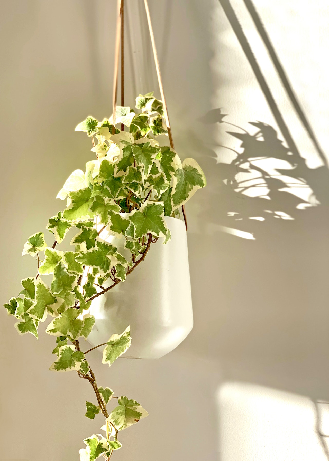 Plant Profile: Hedera - Planthiza