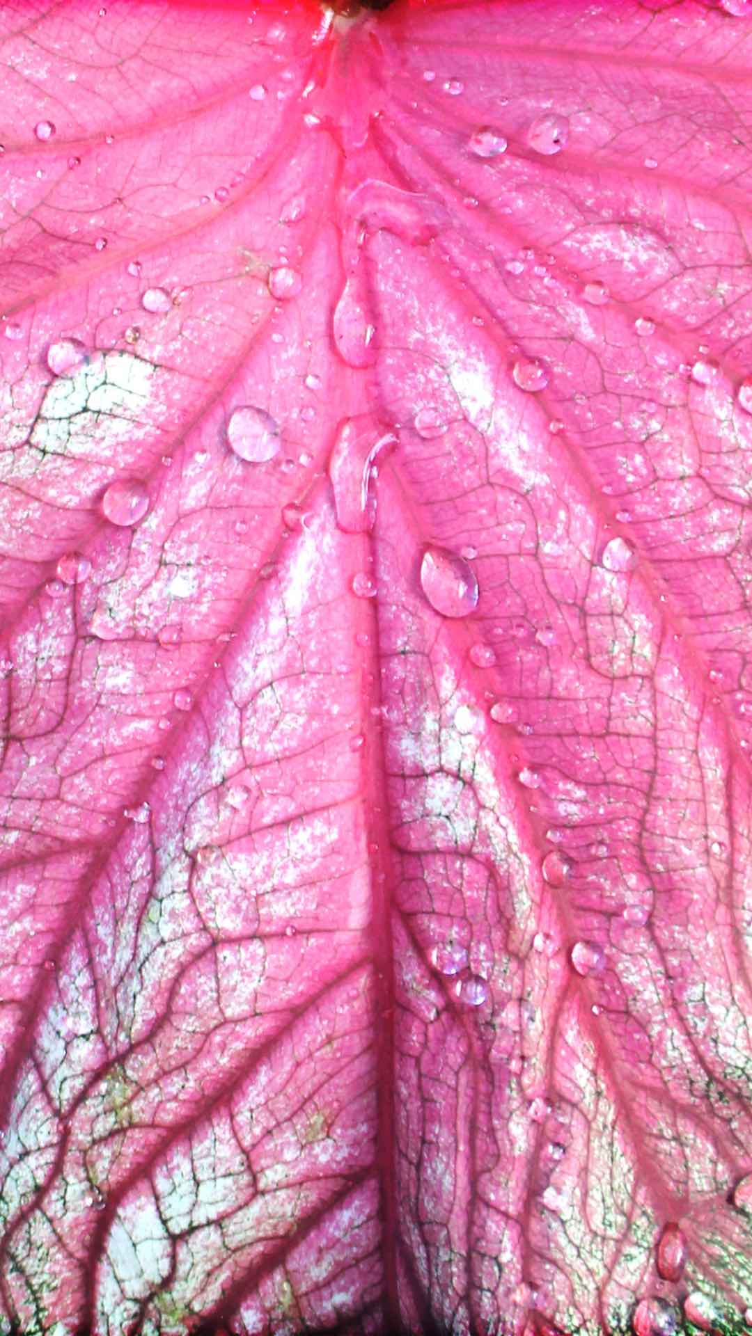 O Poder das Plantas Cor-de-Rosa - Planthiza