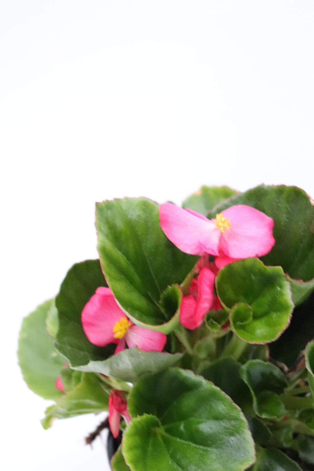 Begonia-sempre-em-flor - Planthiza