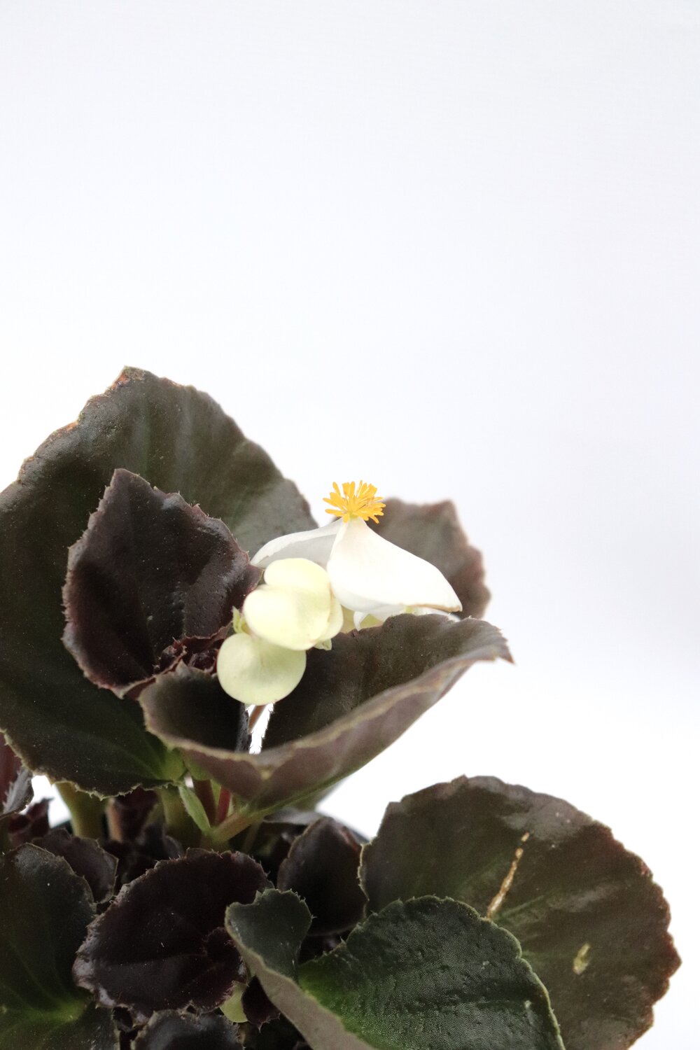 Begonia-sempre-em-flor - Planthiza