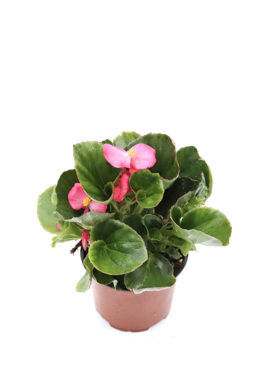 Begonia-sempre-em-flor - Planthiza