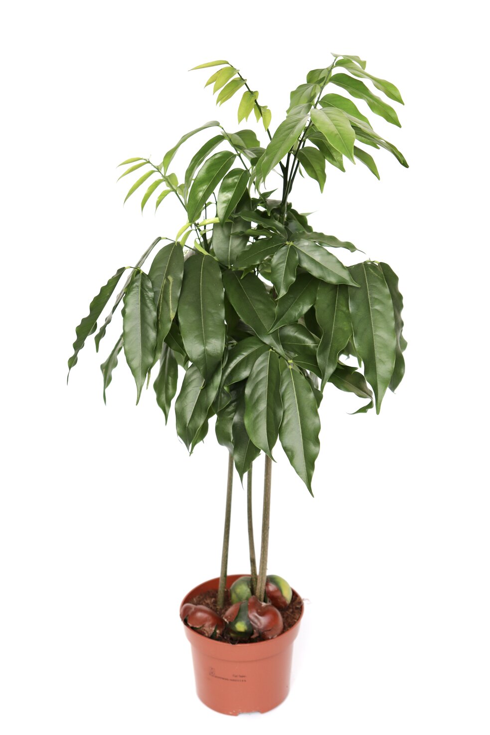 Castanospermum castano🌰 - Planthiza