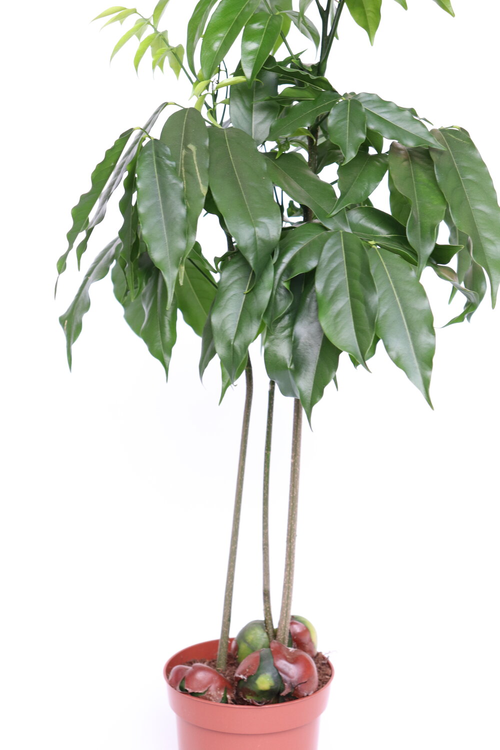 Castanospermum castano🌰 – Planthiza