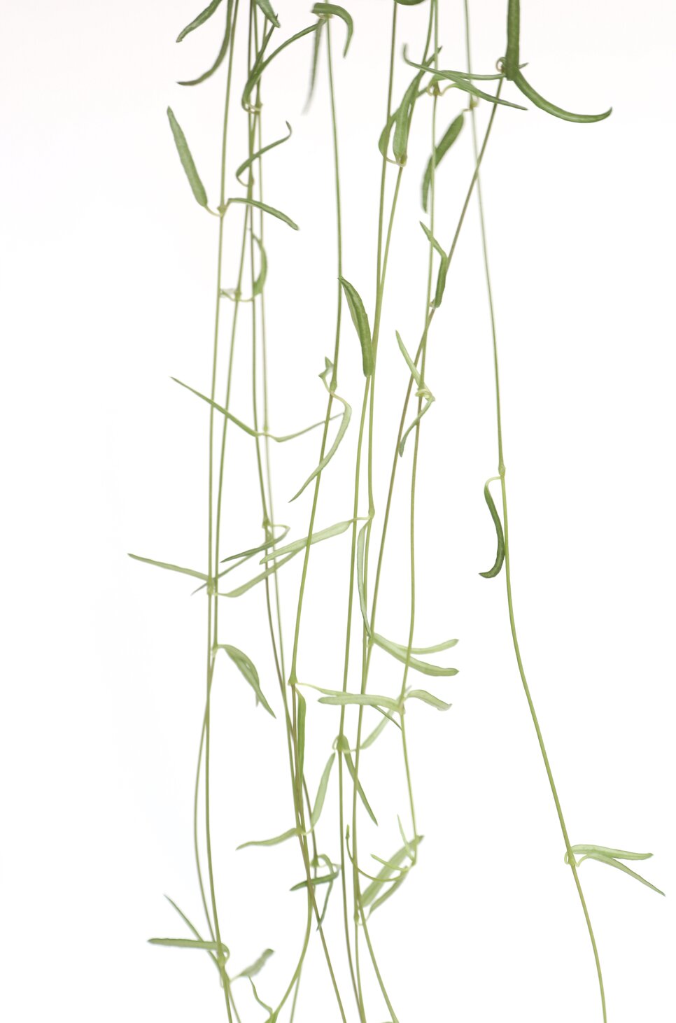 Ceropegia linearis ‘String of needles’ - Planthiza